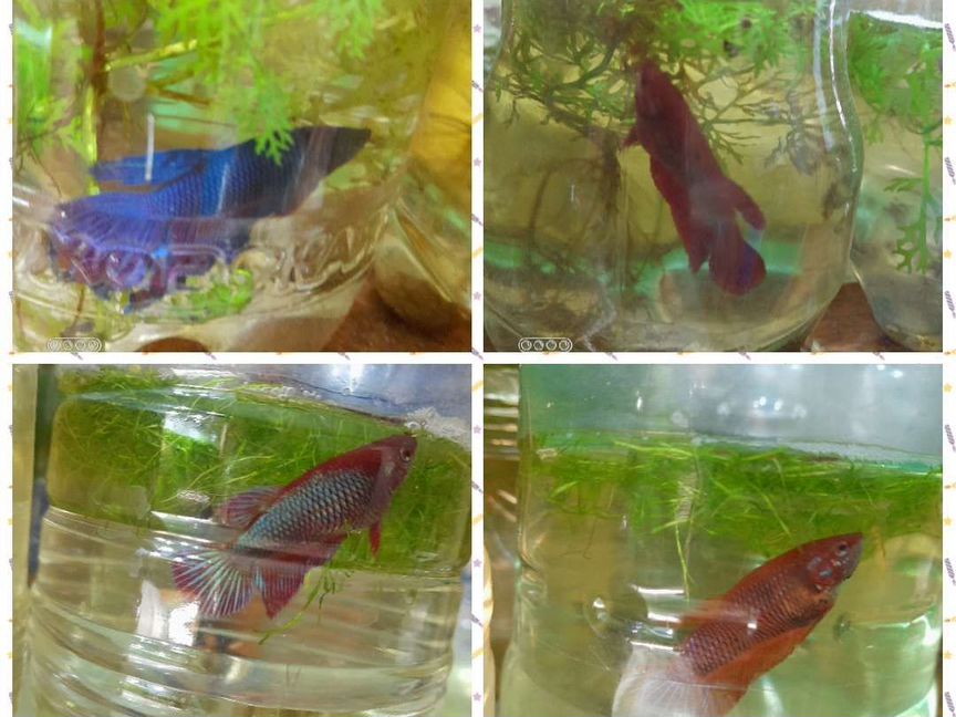 Рыбки аквариумные