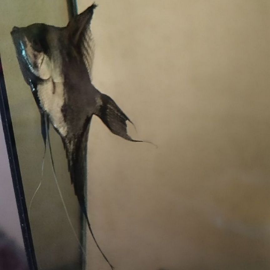 Скалярии и меченосцы