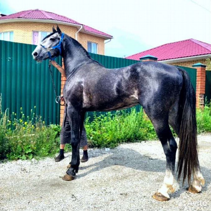 Орловские жеребцы