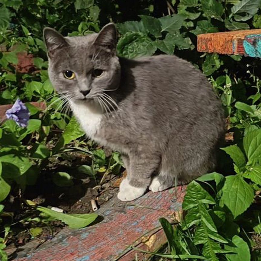 Котенок