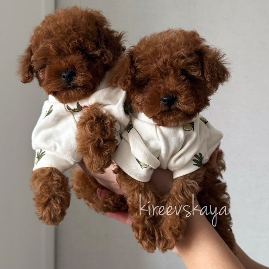 Той-пудель, щенок