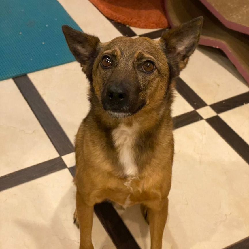 Собака ищет дом