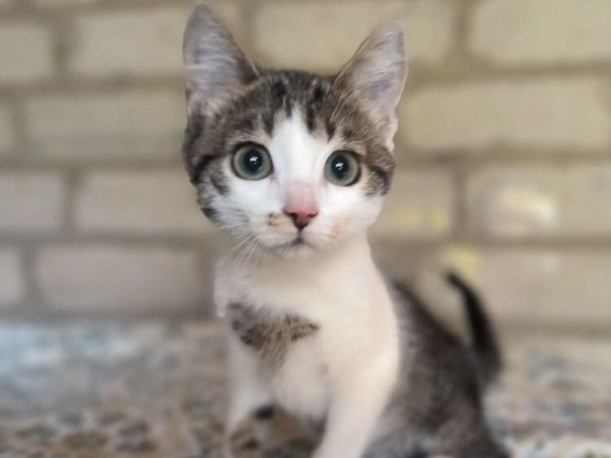 Котенок девочка в добрые руки