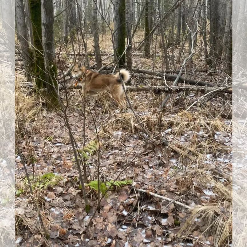 Западносибирская лайка, щенок