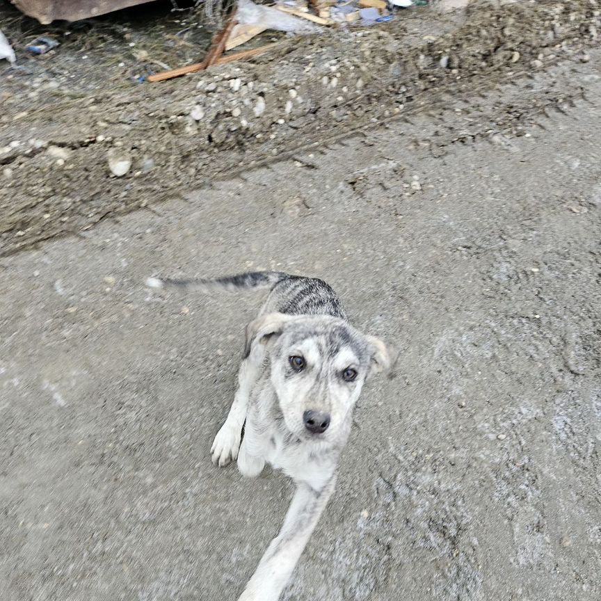 Щенка в дар