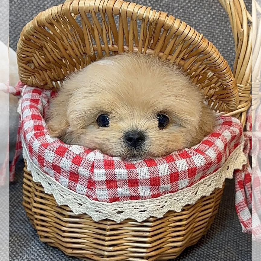 Мальтипу, щенок