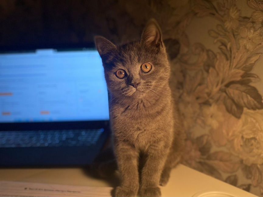 Британский котенок