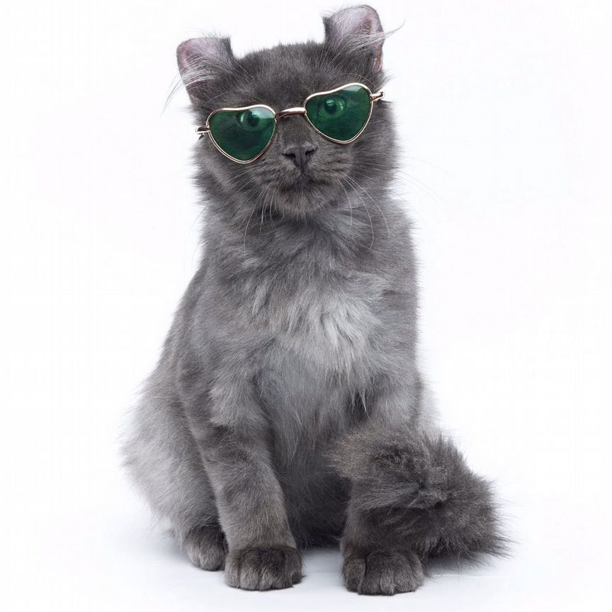 Американский керл котята эксклюзив