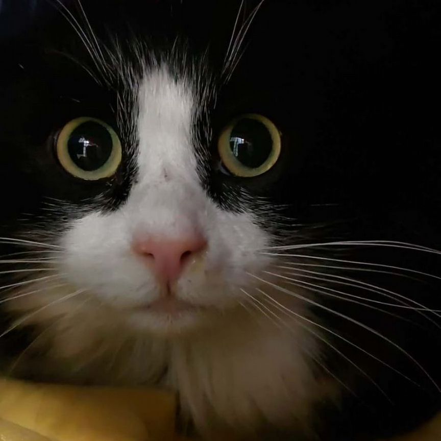 Котик Мишутка