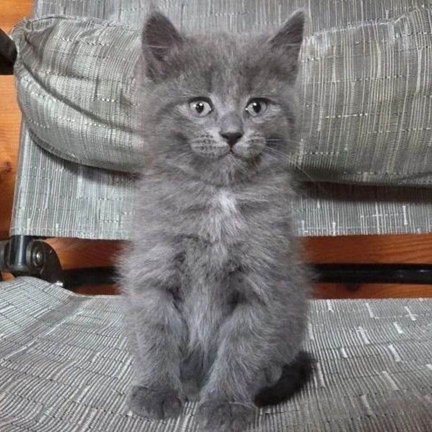 Русский голубой котёнок