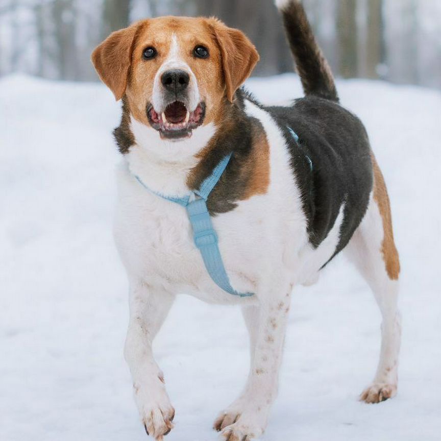 Русская пегая гончая, взрослый пёс