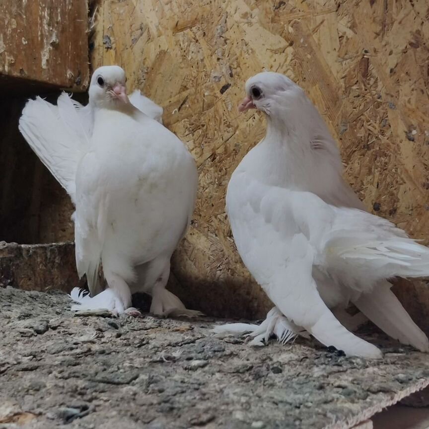 Голуби статные