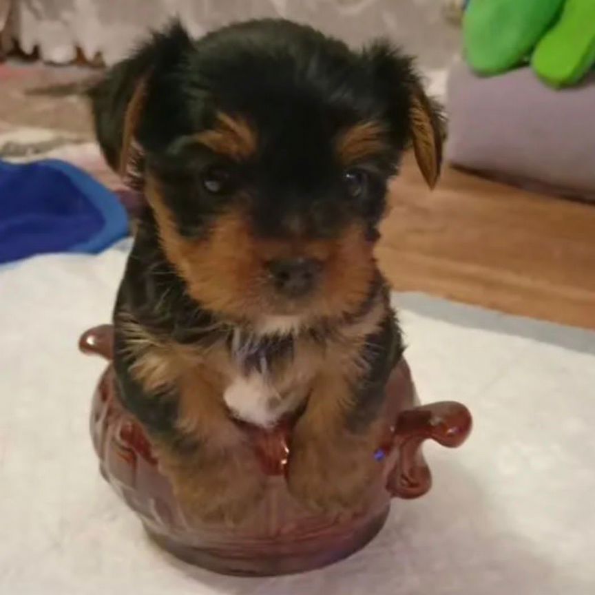 Йоркширский терьер, щенок