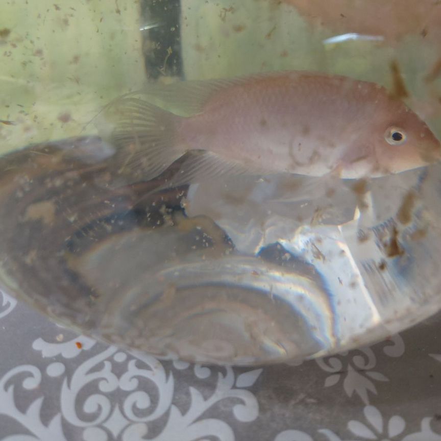 Рыбка