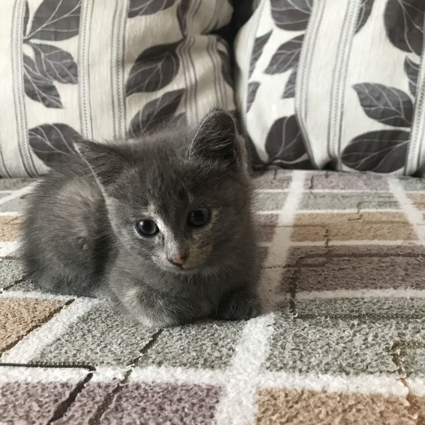 Котёнок умный капец