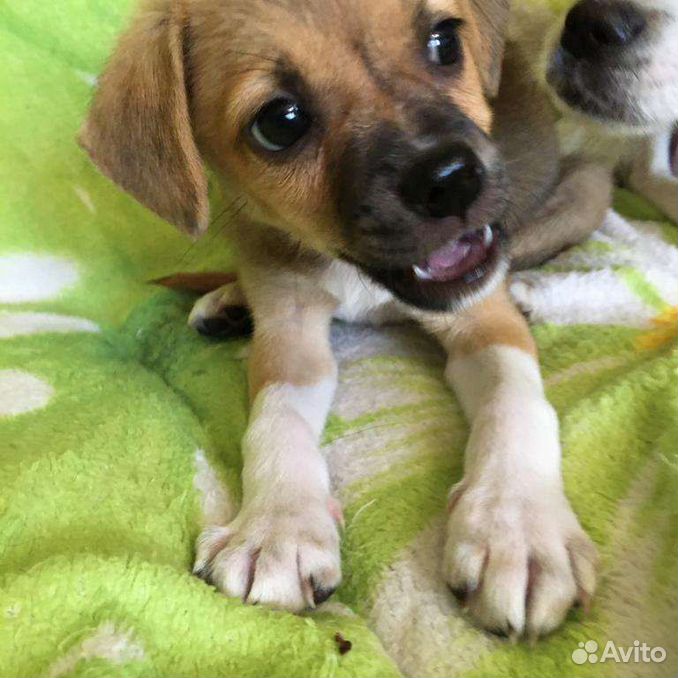 Мелкая девочка, щенок