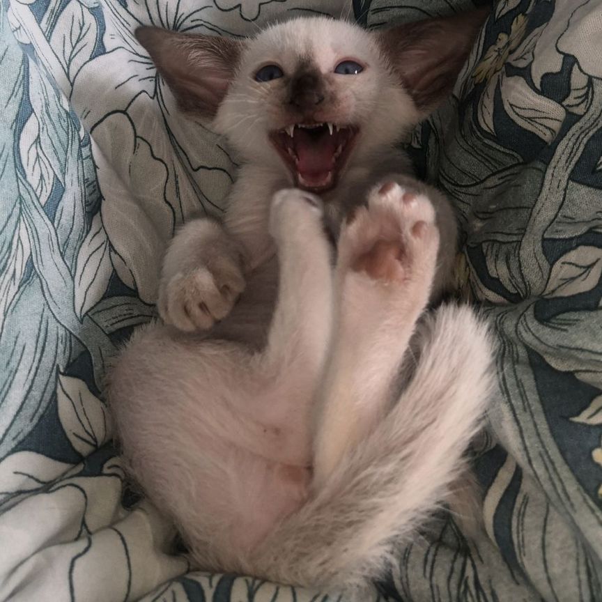 Ориентальные котята