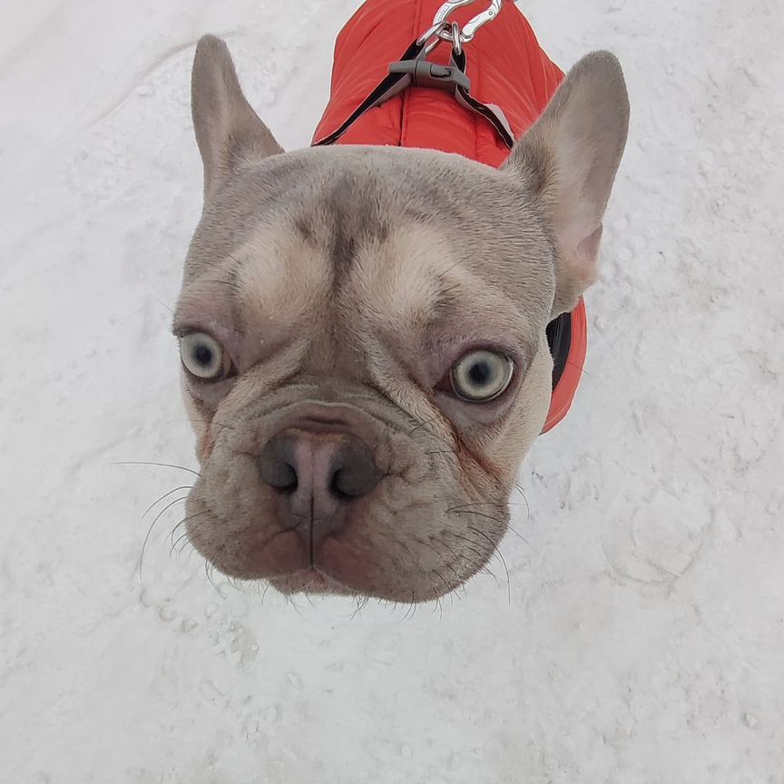 Французский бульдог вязка