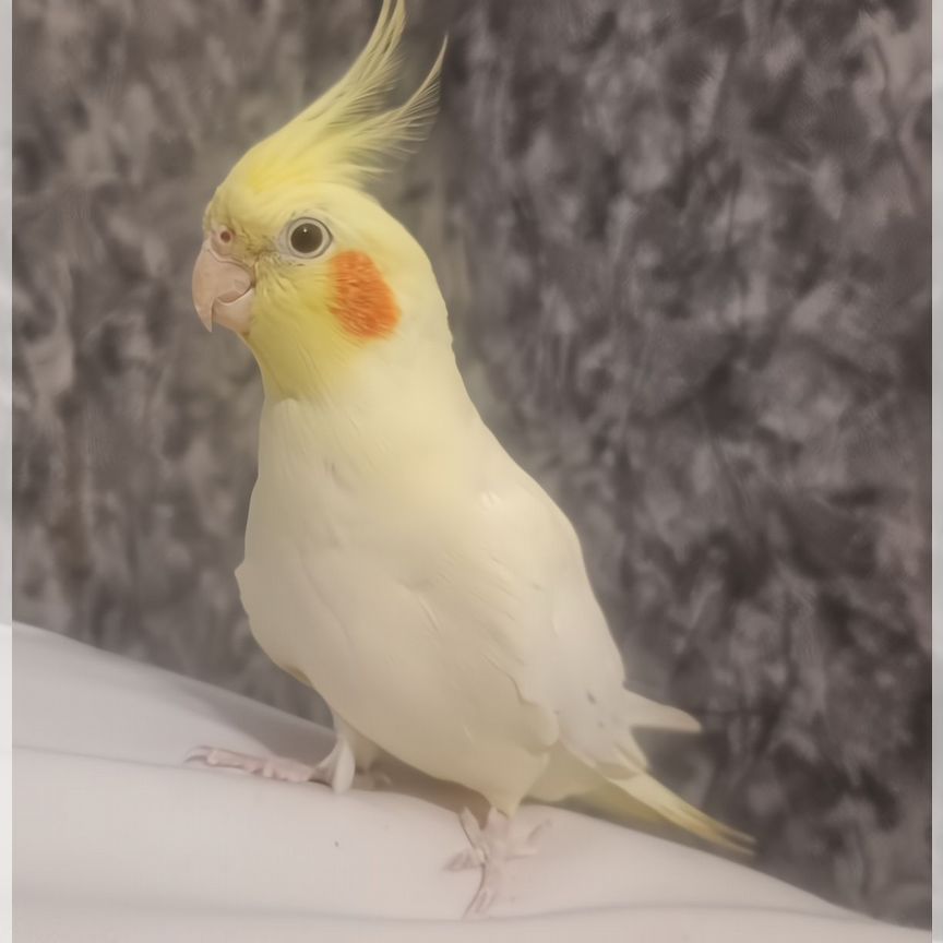 Попугай корелла ручной говорящий москва