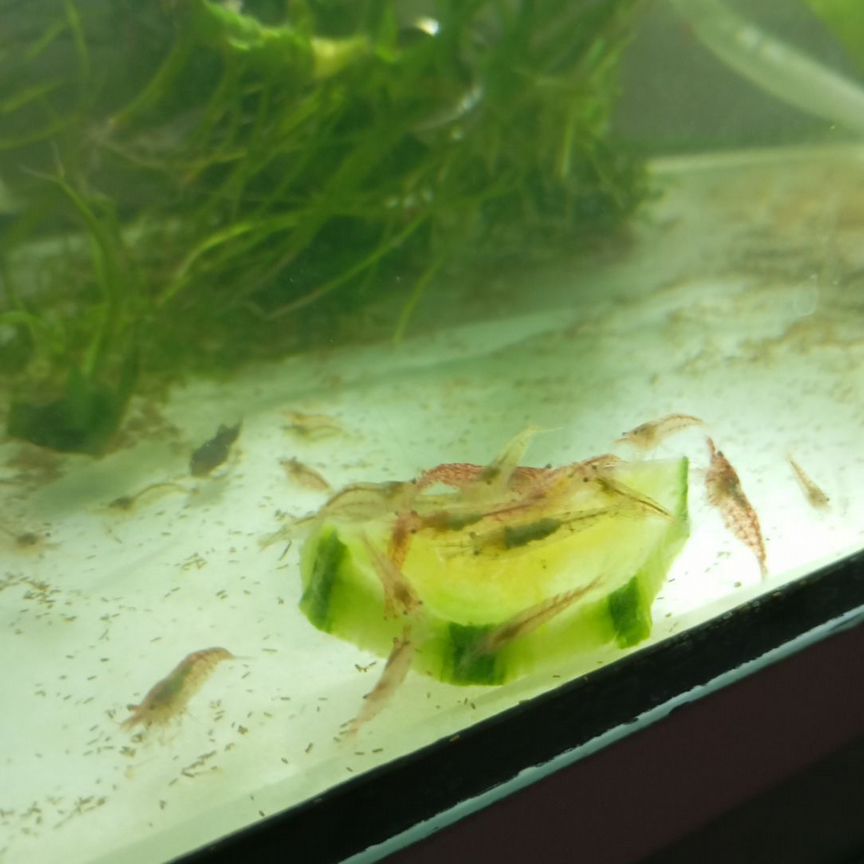 Креветки 8ру