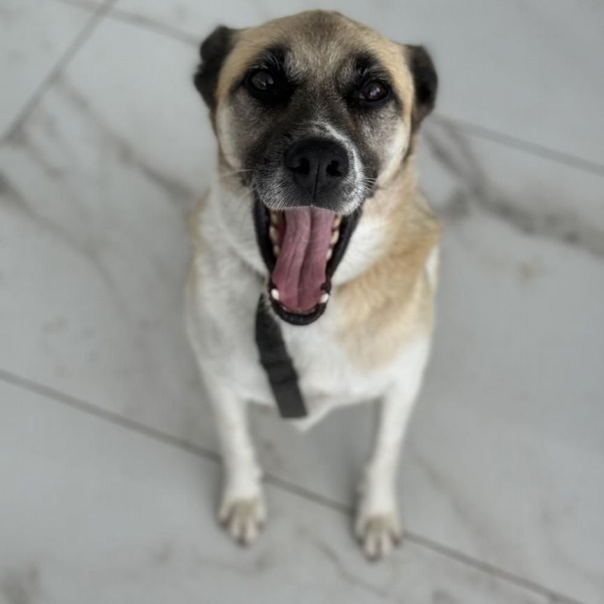 Денни ищет дом