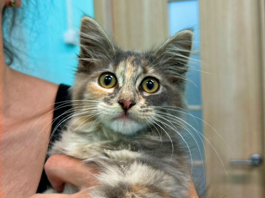 Котёнок Глашенька в добрые руки