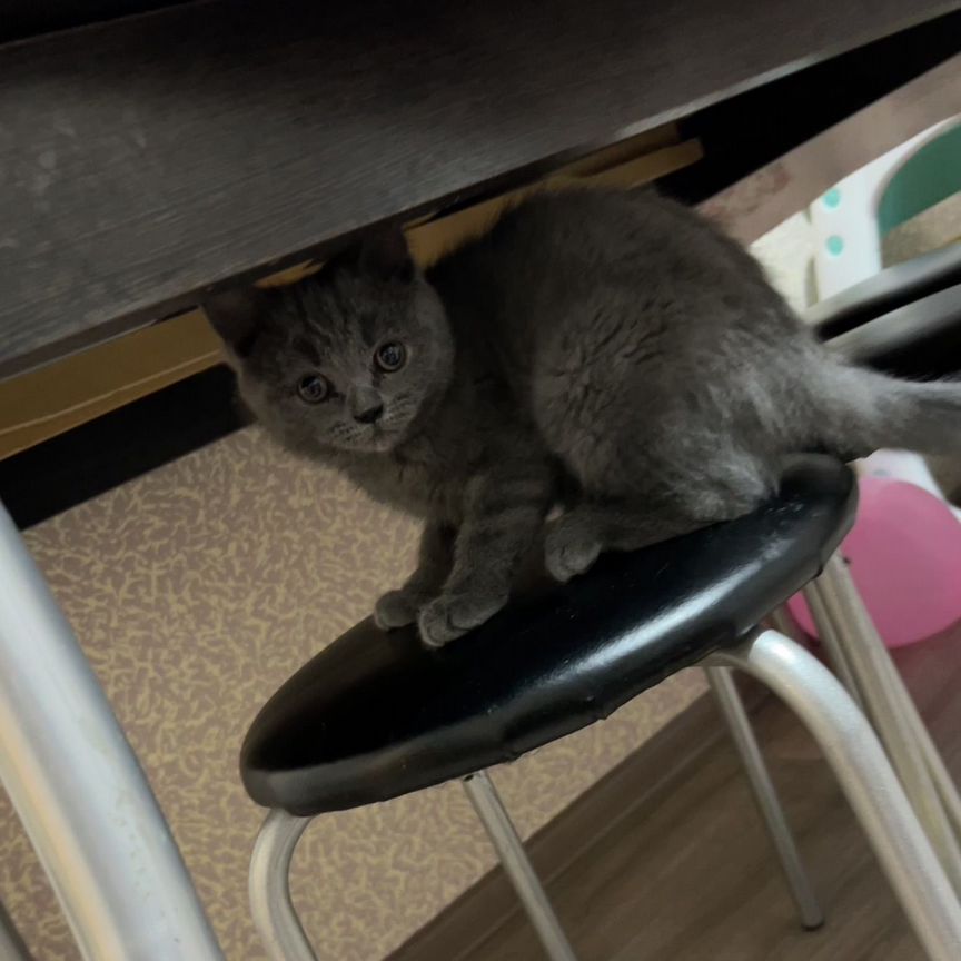 Шотландский котик