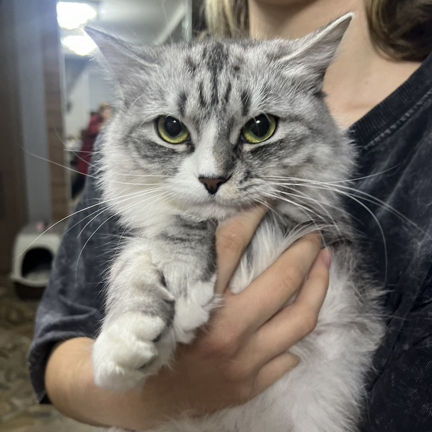 Сибирская кошка