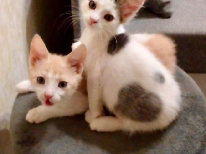 Котята Бельчонок и Зайчик ищут надежных друзей)