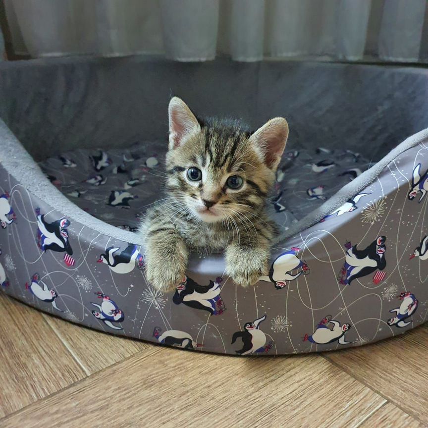 Котенок в добрые руки