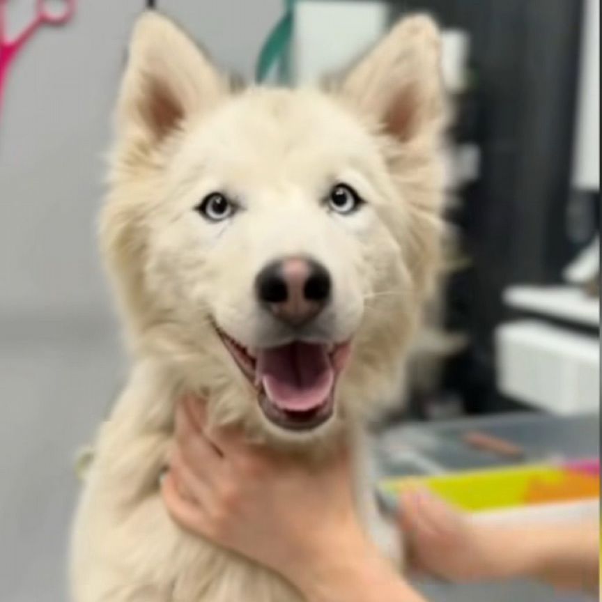 Щенок в добрые руки