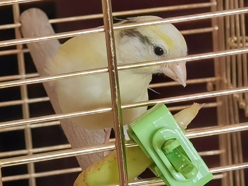Кенар за 4 000