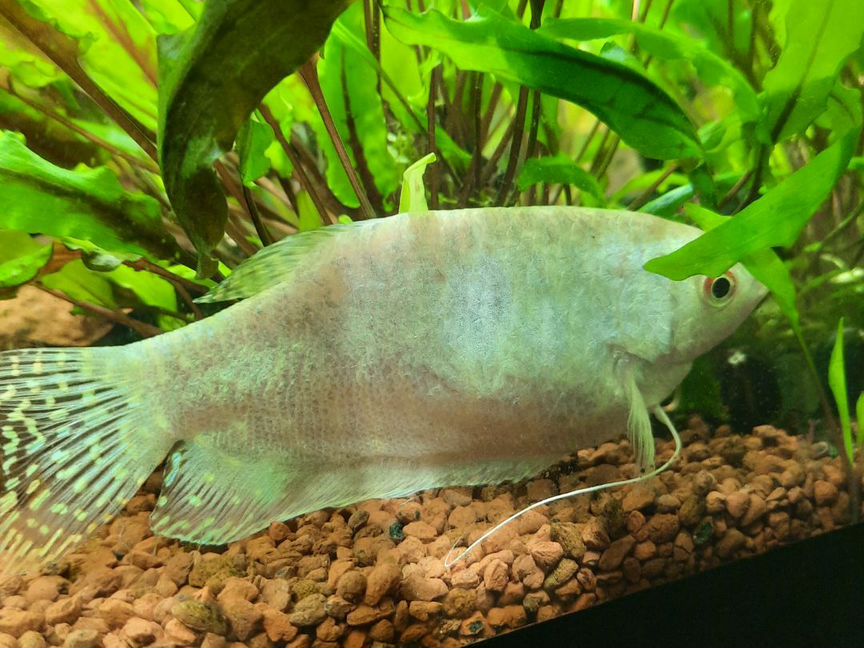 Снежный гурами