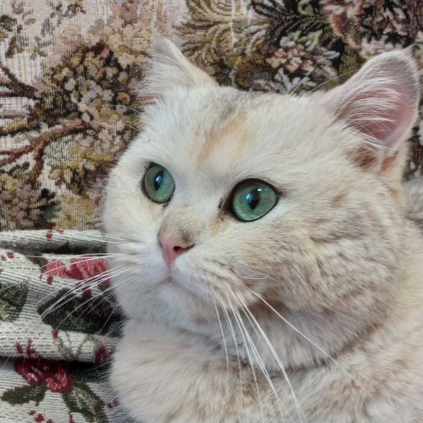 Молодой кот