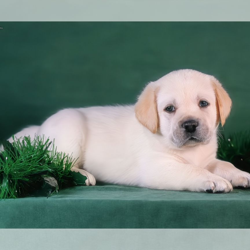 Лабрадор-ретривер, щенок