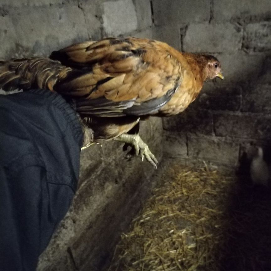 Куры молодки