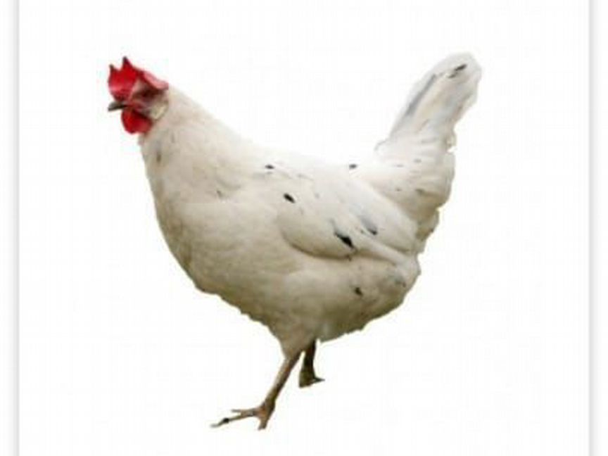 Куры молодки несушки Коралл