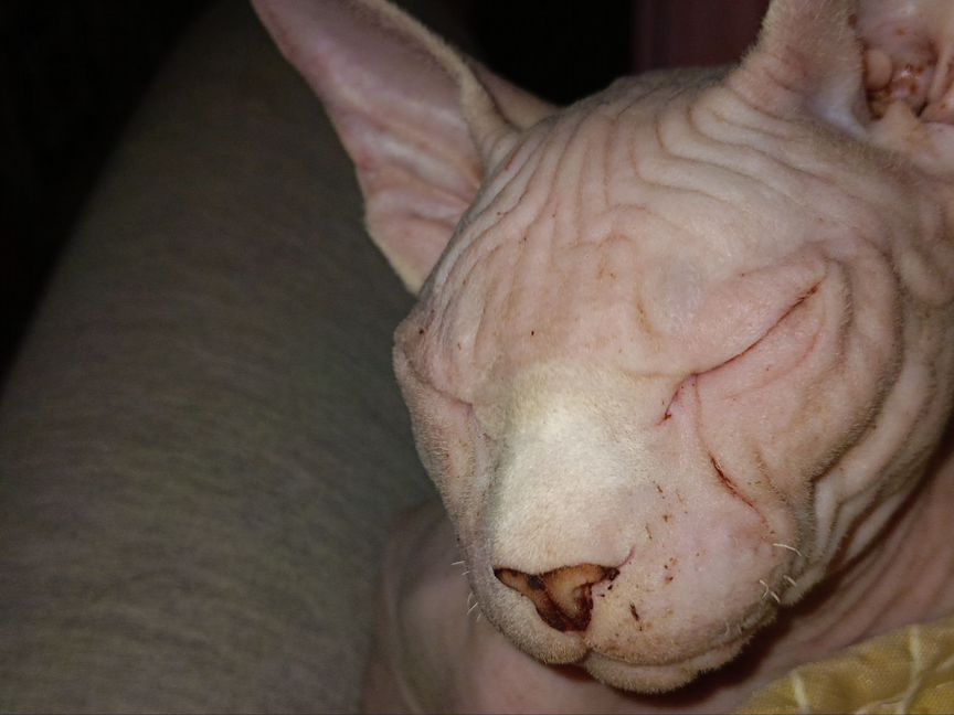 Донской сфинкс