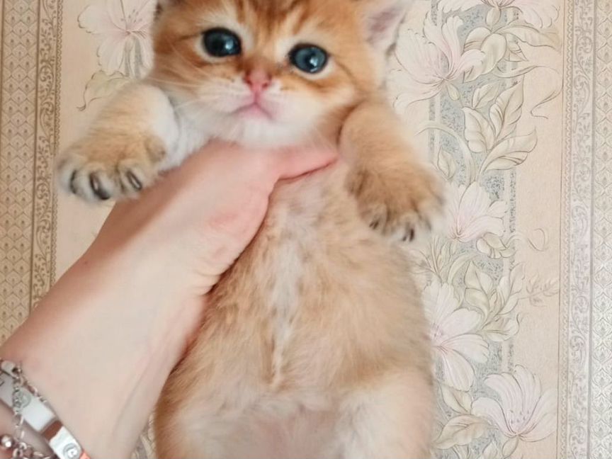 Шотландские золотые плюшечки