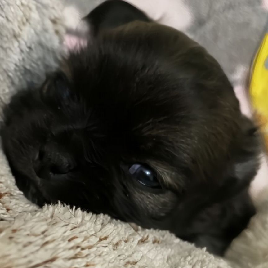 Чихуахуа, щенок