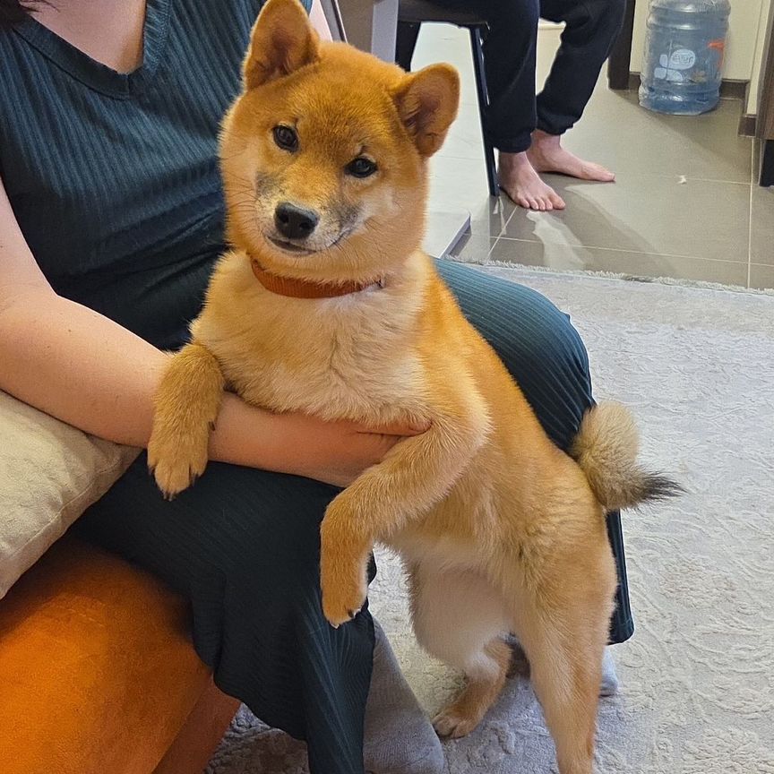 Сиба-ину, щенок