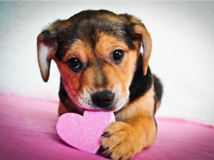 Щенки, собаки, много много разных в добрые руки