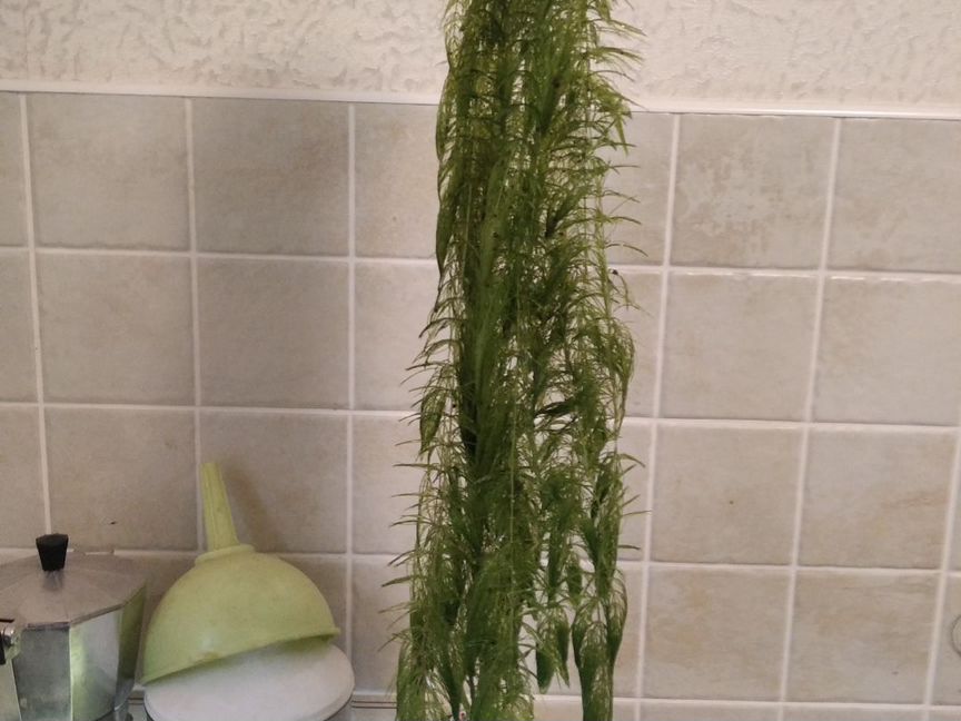 Роголистник, папоротник сагитария