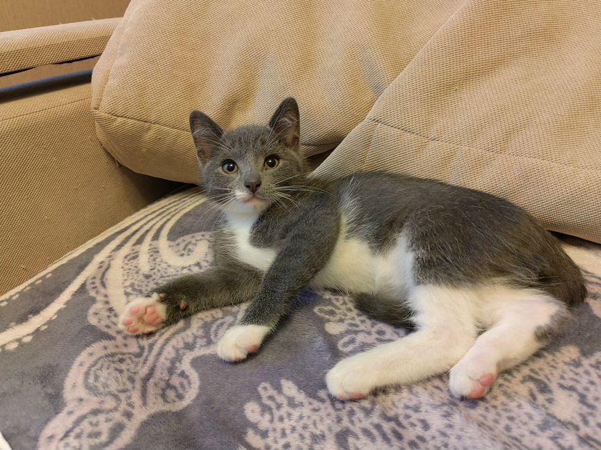 Отдам котенка в добрые руки