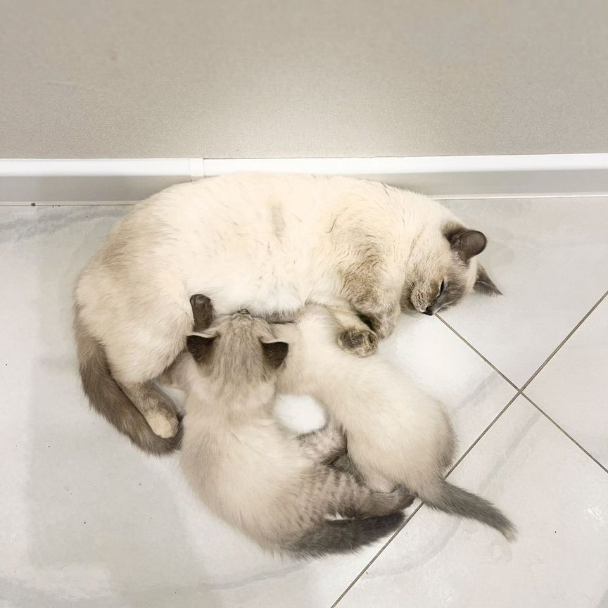 Котята бесплатно