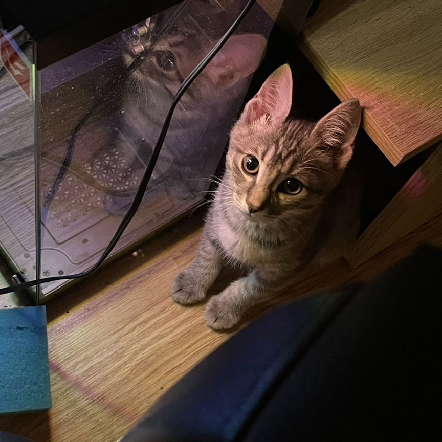 Котик бесплатно