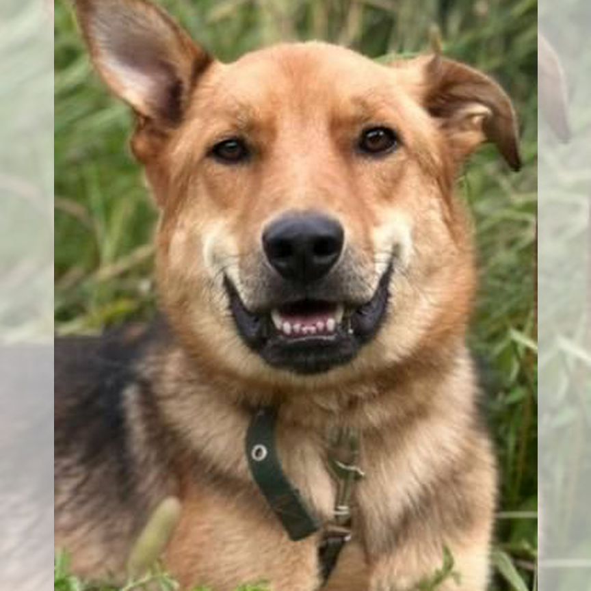 Взрослый пёс в добрые руки