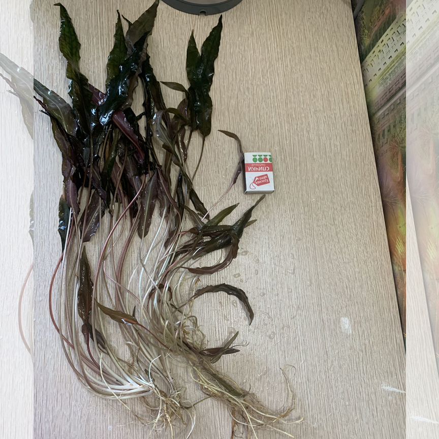 Аквариумные растения