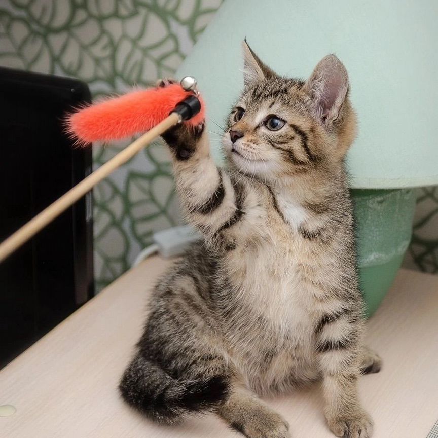 Котенок Енотик (2,5 мес) в поисках дома