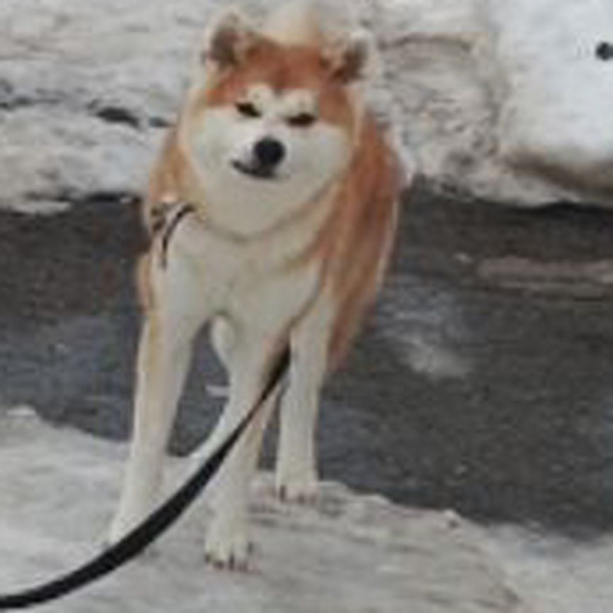 Акита-ину, взрослая собака